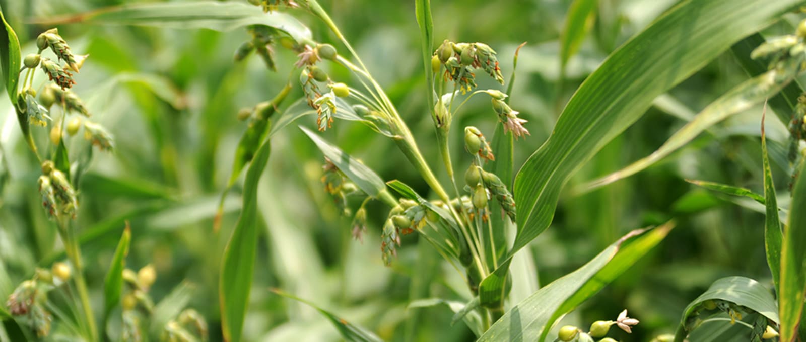 naturie USA | Coix Seed Extract